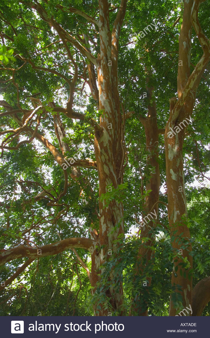 Luma Apiculata Stock Photos & Luma Apiculata Stock Images - Alamy