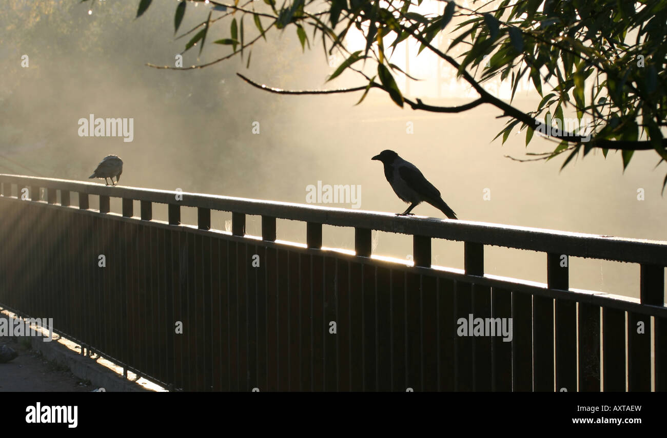 Crow seating on the iron rail and morning sunbeams around it Stock ...