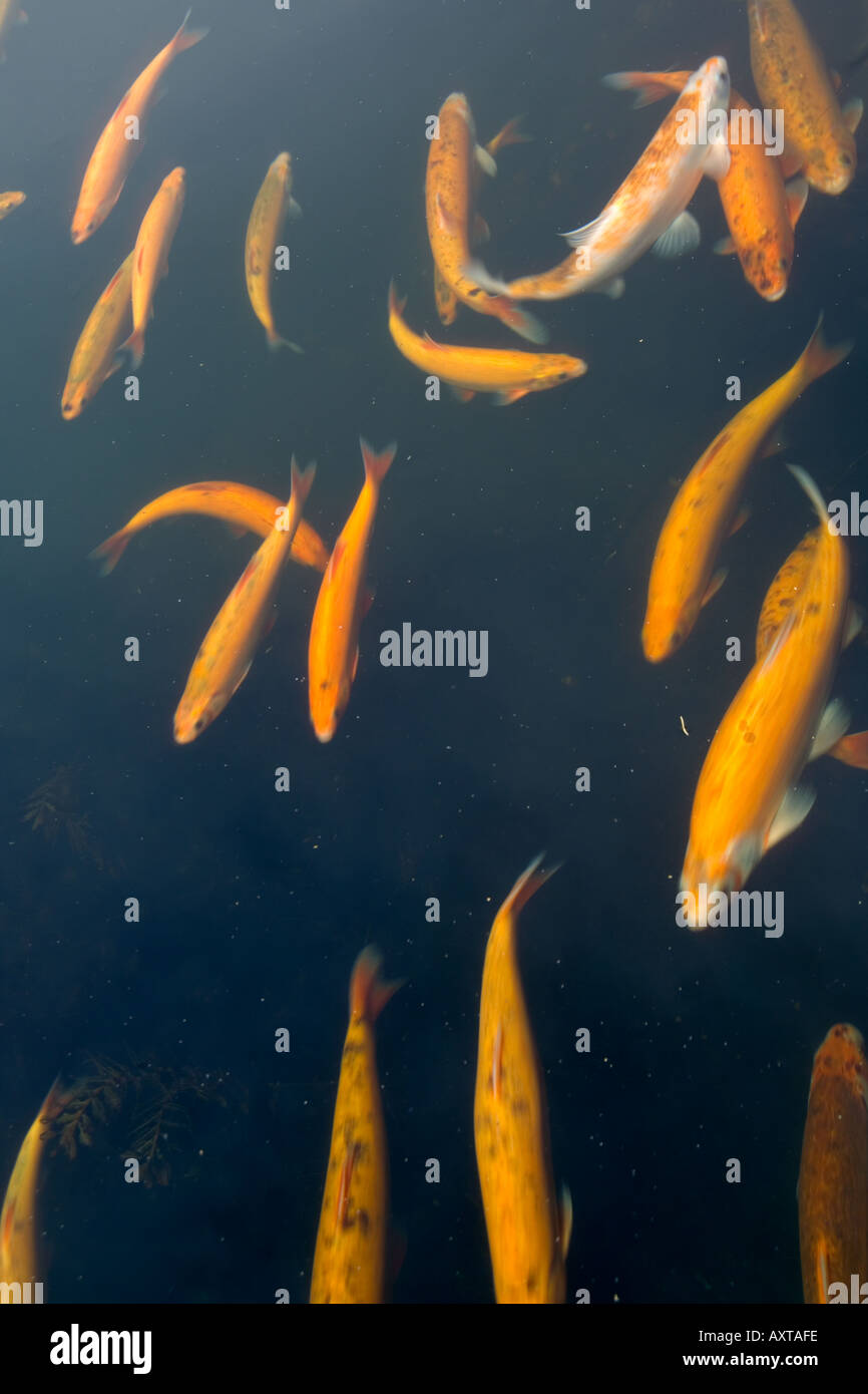 Orange gold fish hi-res stock photography and images - Alamy