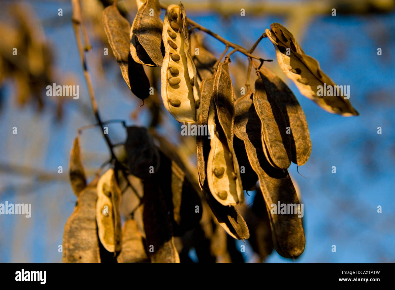 Dried seed pods hi-res stock photography and images - Alamy