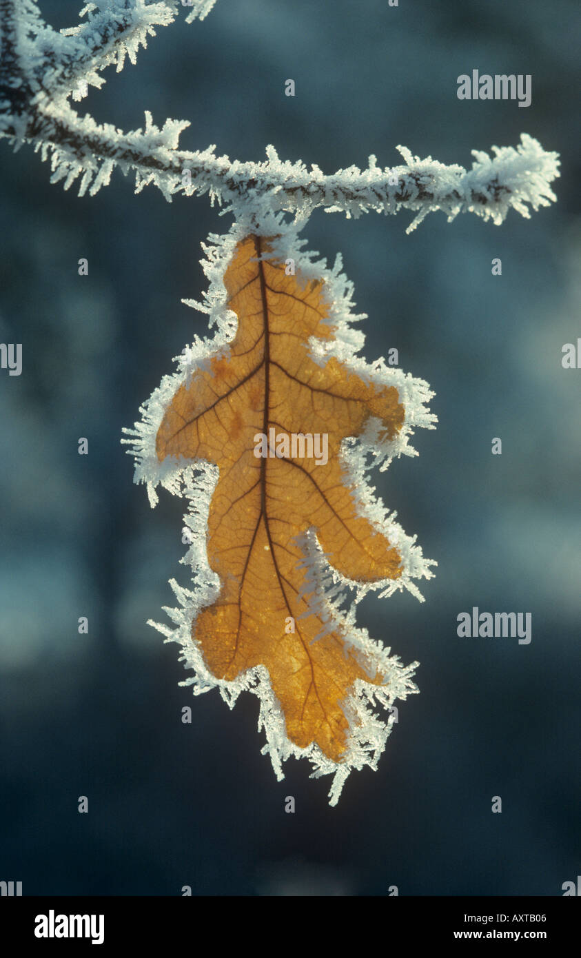 Hoar oak water england hi-res stock photography and images - Alamy