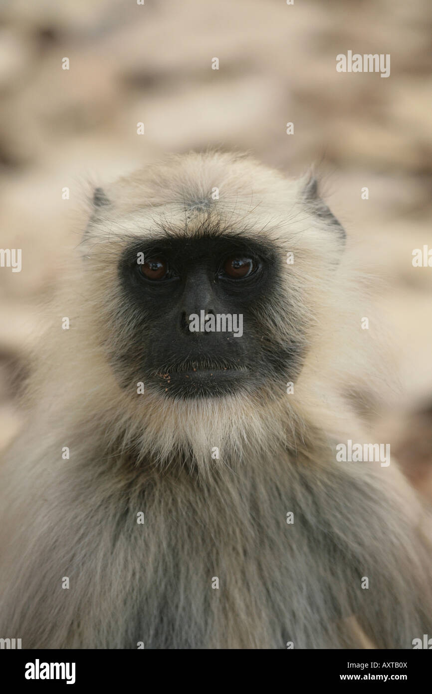Grey Langur monkey Semnopithecus entellus in Bandhavgarh NP India Stock ...