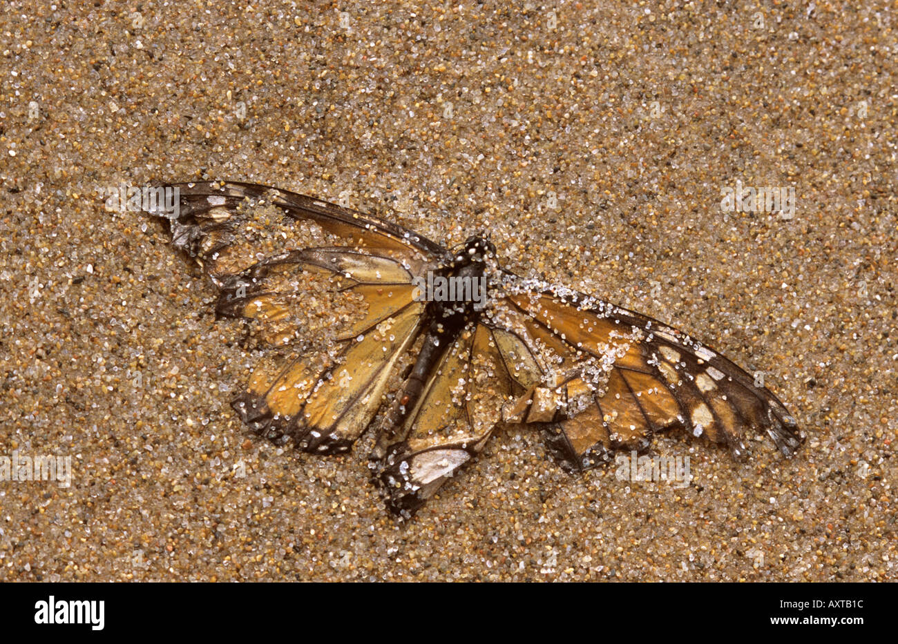 Monarch butterfly Michigan USA Stock Photo - Alamy