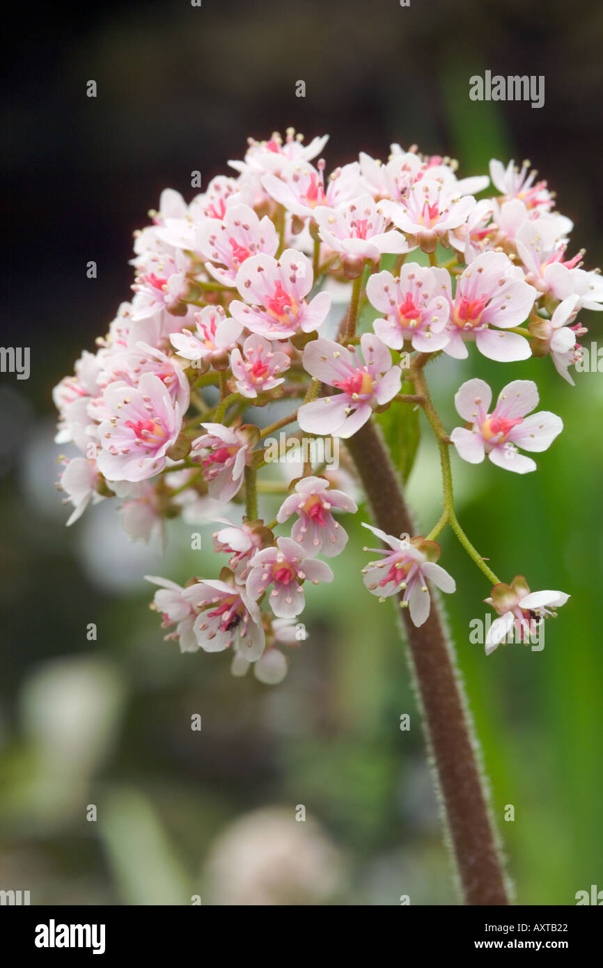 Darmera peltata flower hi-res stock photography and images - Alamy