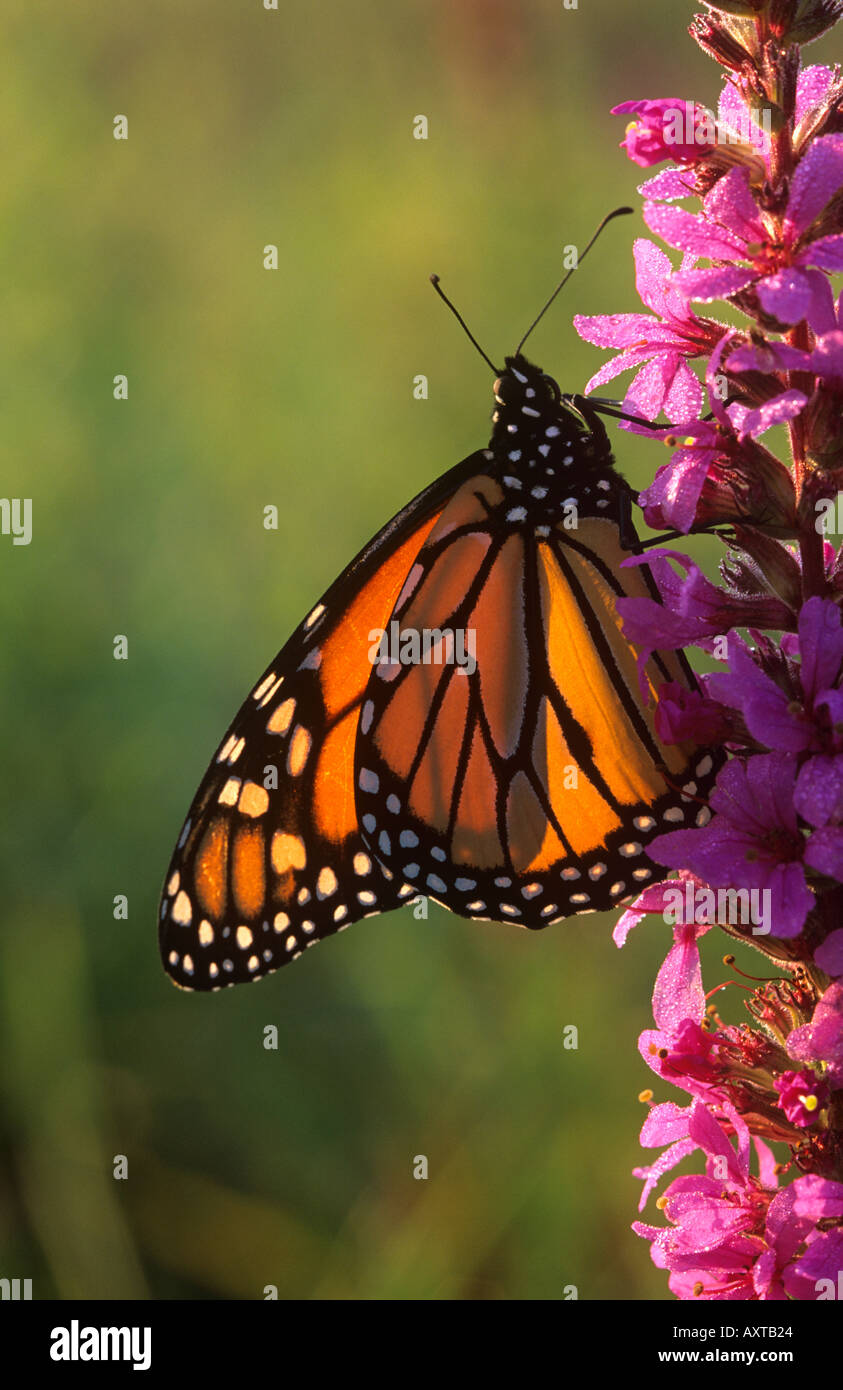 Monarch butterfly Dexter Michigan USA Stock Photo - Alamy
