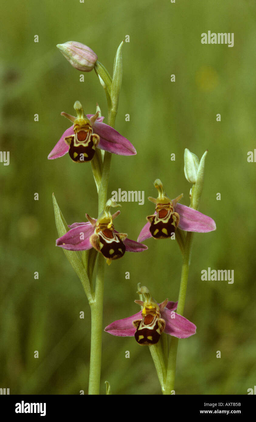 Bee Orchid Kent Stock Photo - Alamy