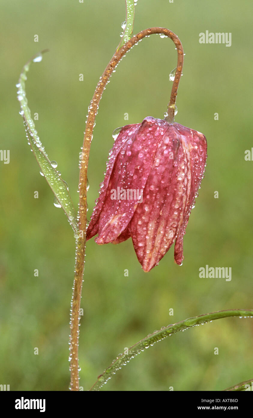 Snakehead fritillary hi-res stock photography and images - Alamy