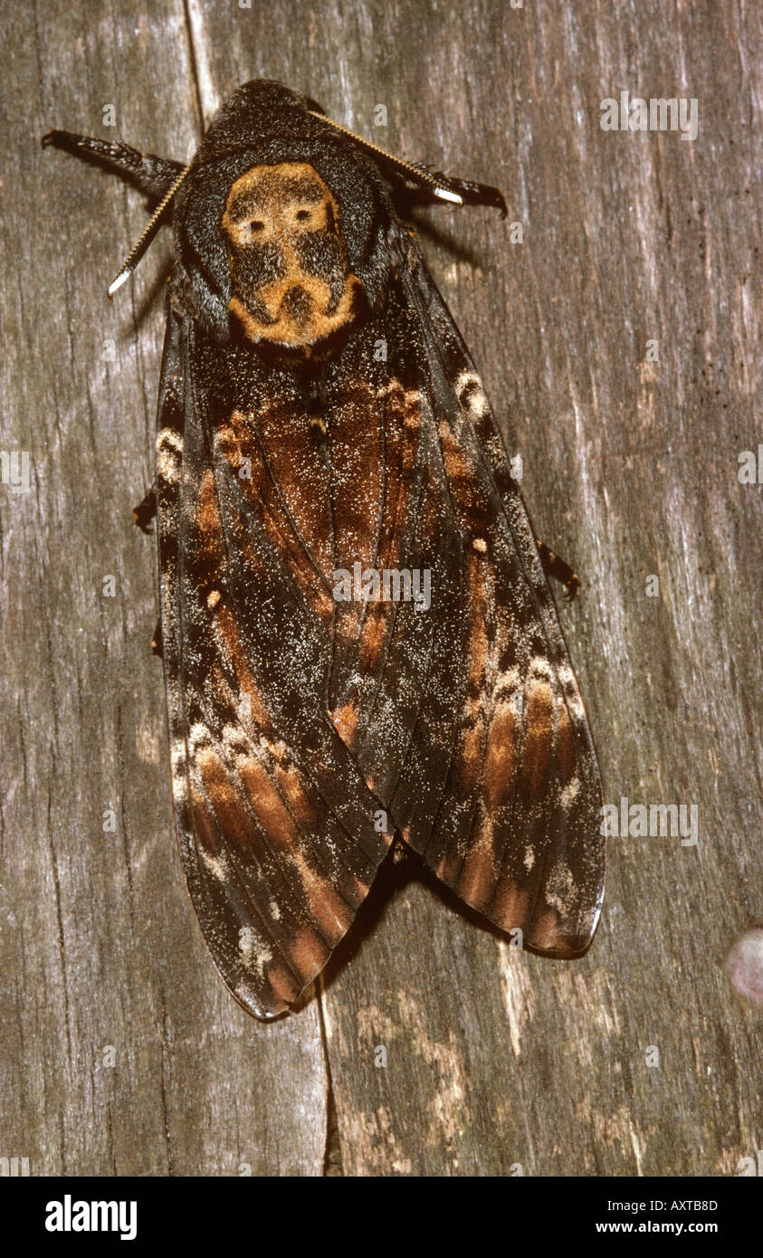 Deaths head Hawk Moth Dungeness Kent Stock Photo - Alamy