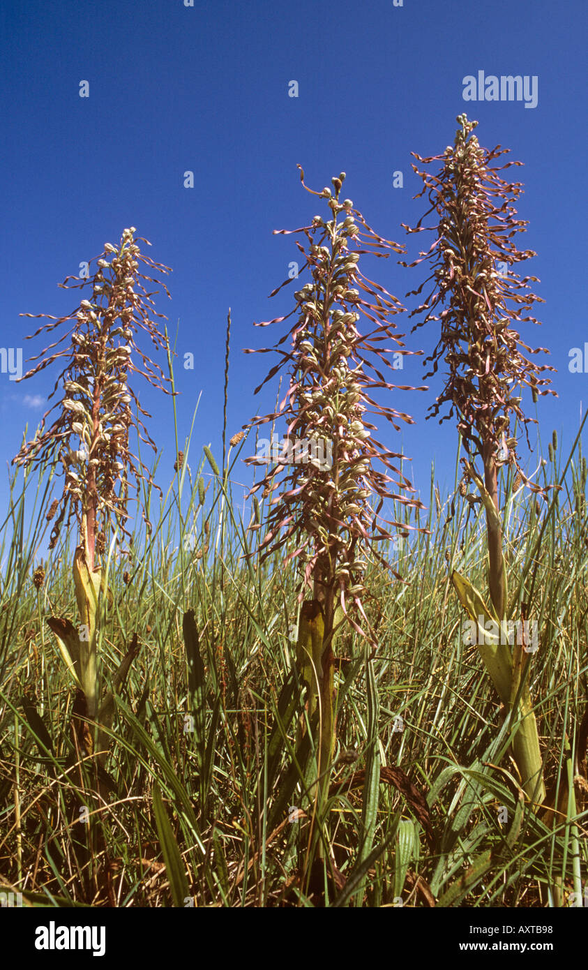Lizard Orchids Sandwich Bay Kent Stock Photo - Alamy