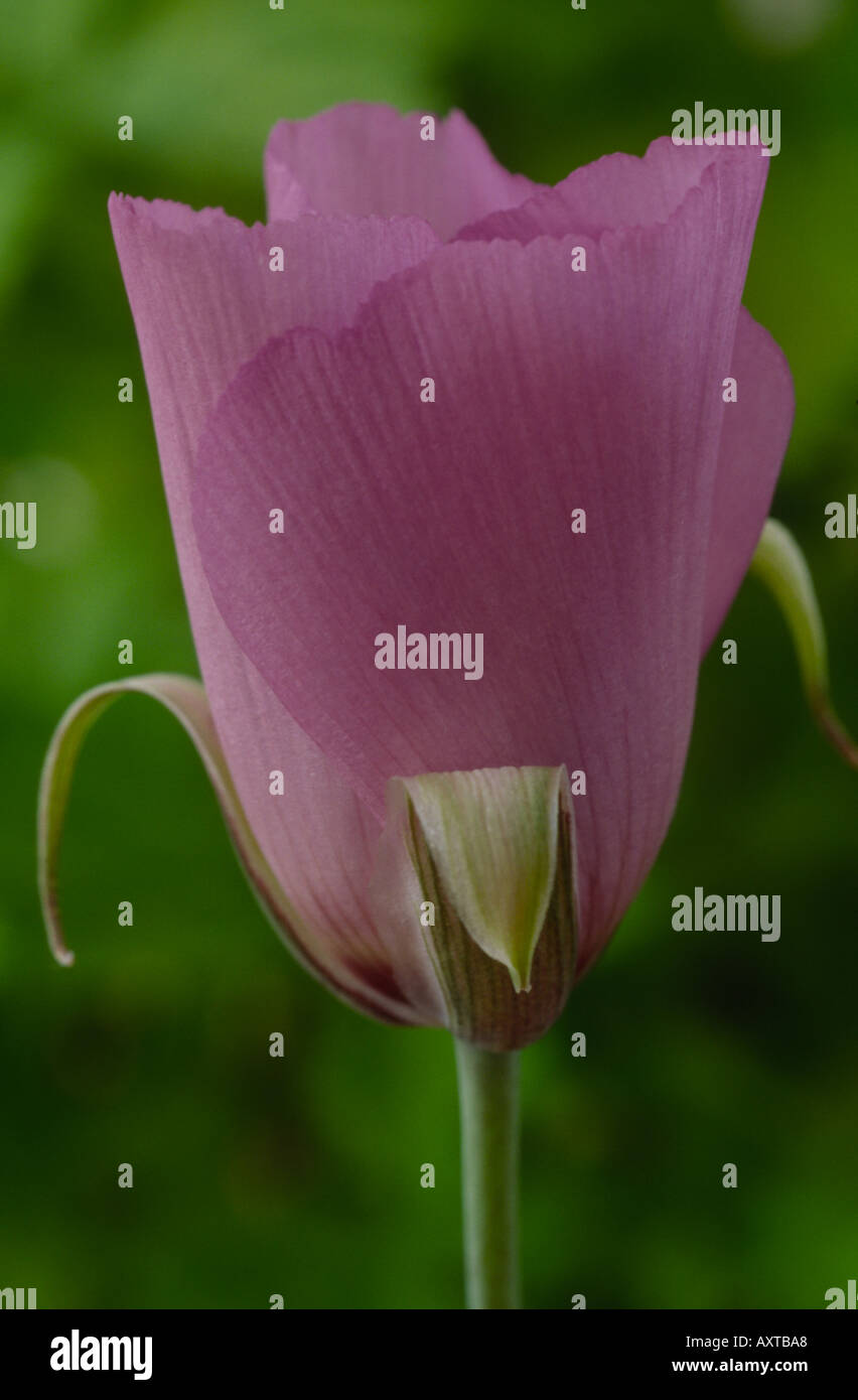 Calochortus splendens hi-res stock photography and images - Alamy