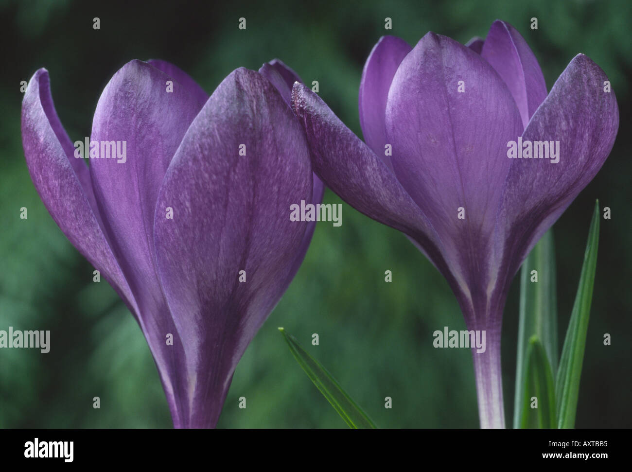 Crocus tommasinianus 'Ruby Giant' Stock Photo - Alamy