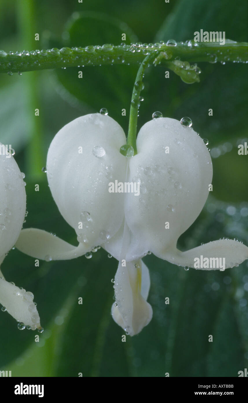 Lamprocapnos spectabilis Syn Dicentra spectabilis 'Alba' AGM Bleeding ...