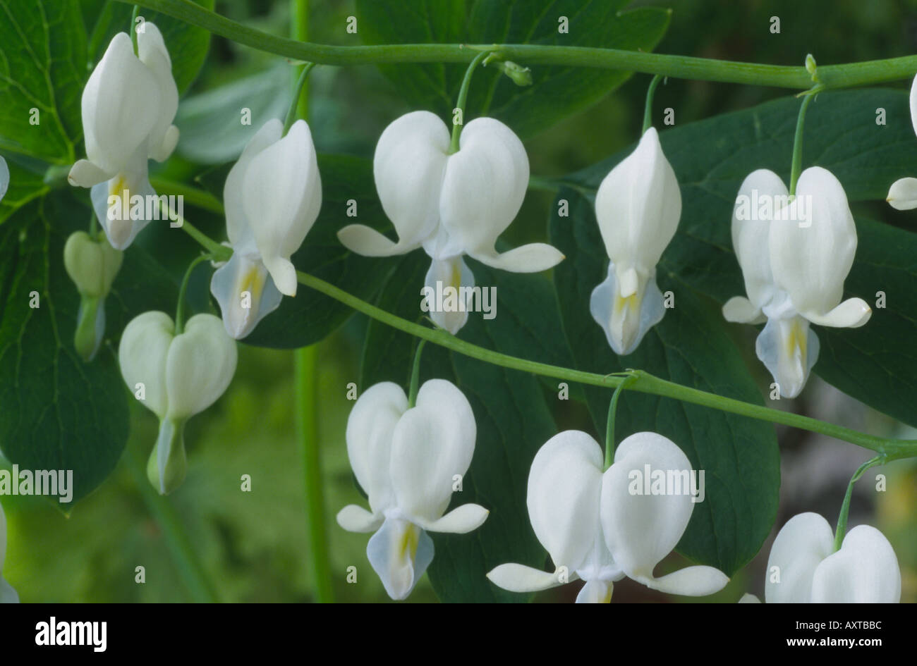 Lamprocapnos spectabilis Syn Dicentra spectabilis 'Alba' AGM Bleeding ...