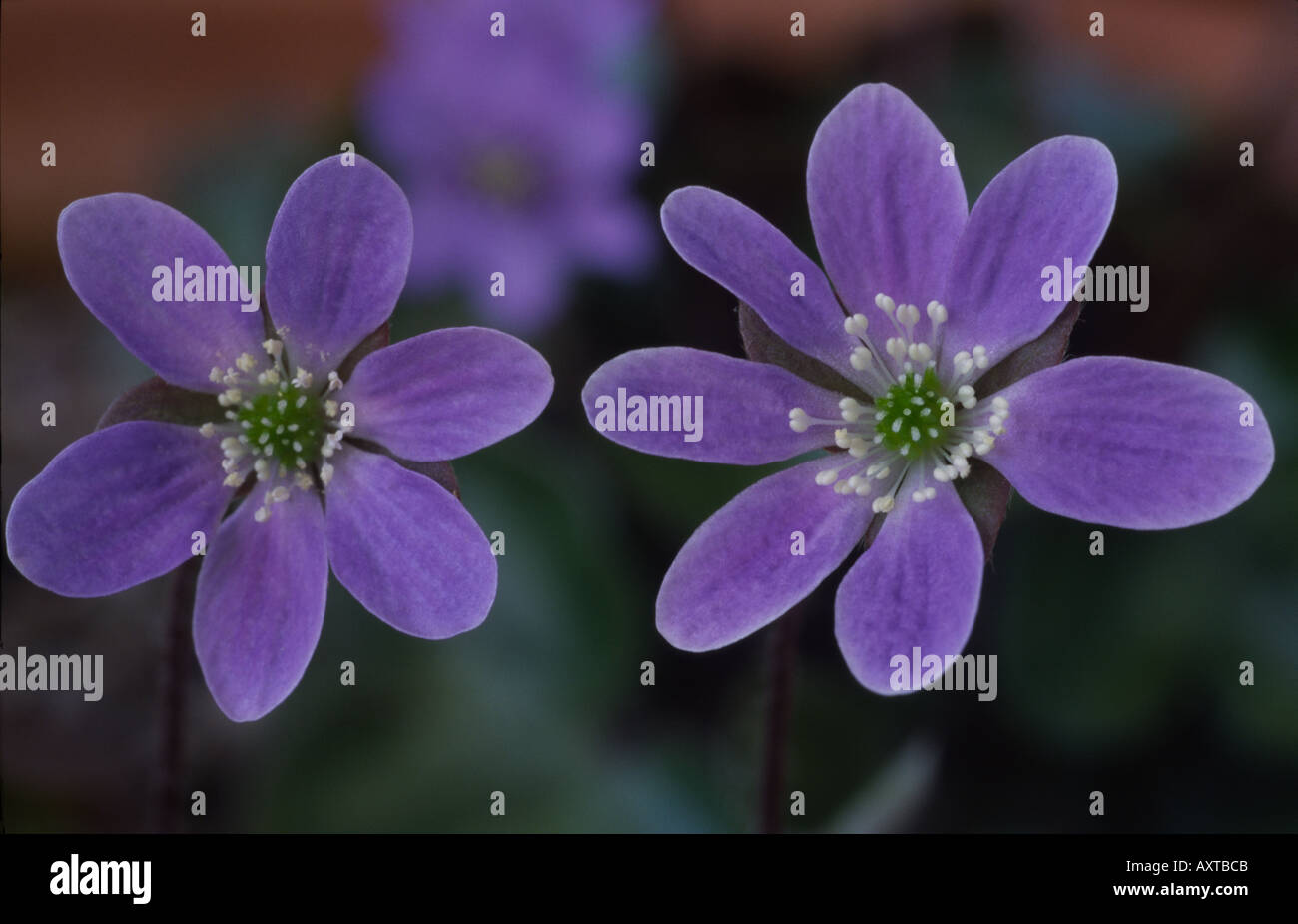Hepatica species hi-res stock photography and images - Alamy