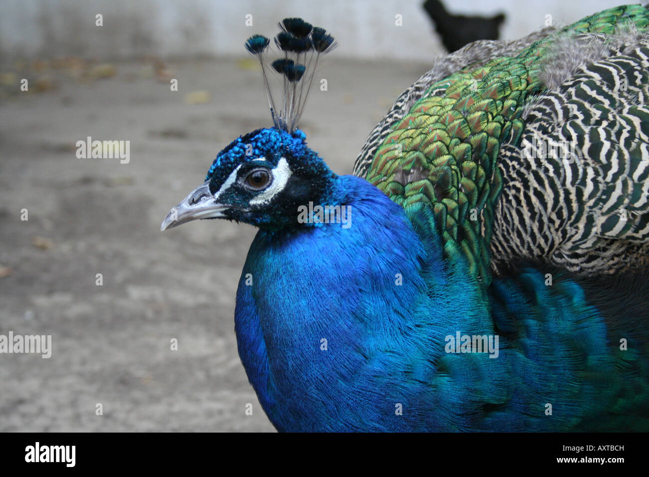 The beautiful Peacock bird Pavo Stock Photo - Alamy