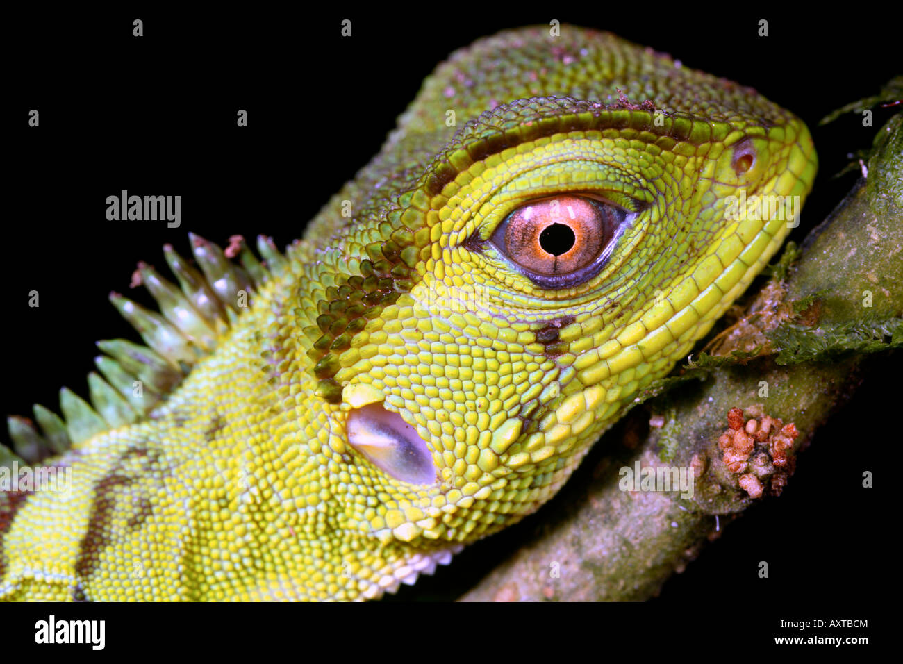 Amazon Forest Dragon (Enyalioides laticeps Stock Photo - Alamy