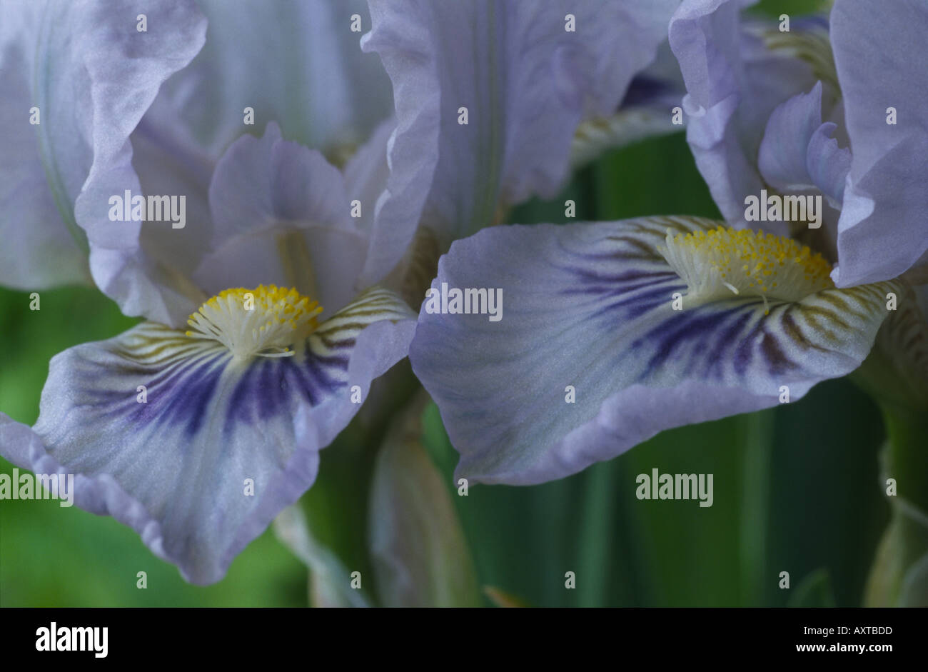 Iris 'Blue Denim'. Standard dwarf bearded iris Stock Photo - Alamy