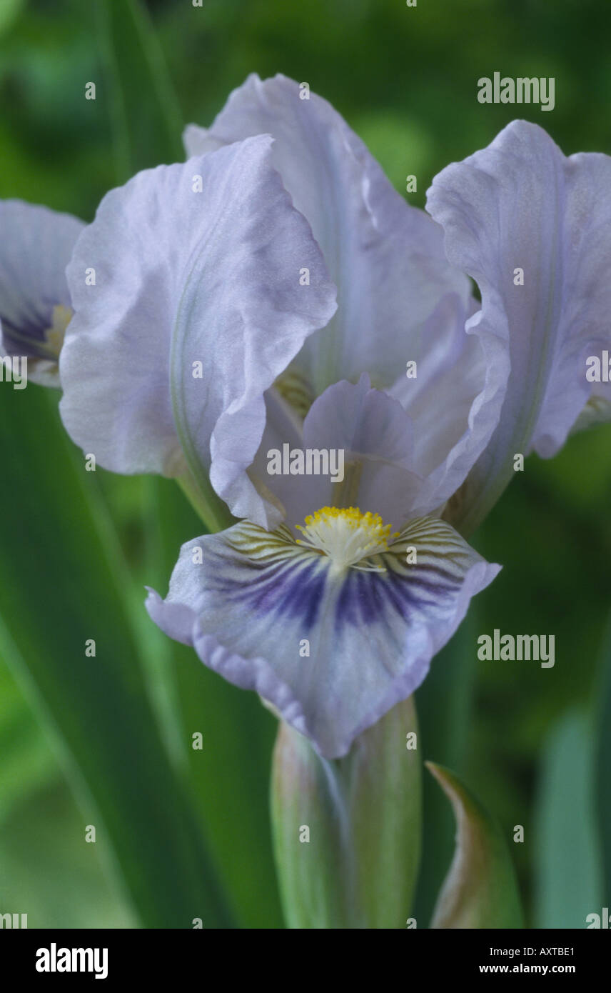 Iris 'Blue Denim'. Standard dwarf bearded iris Stock Photo - Alamy
