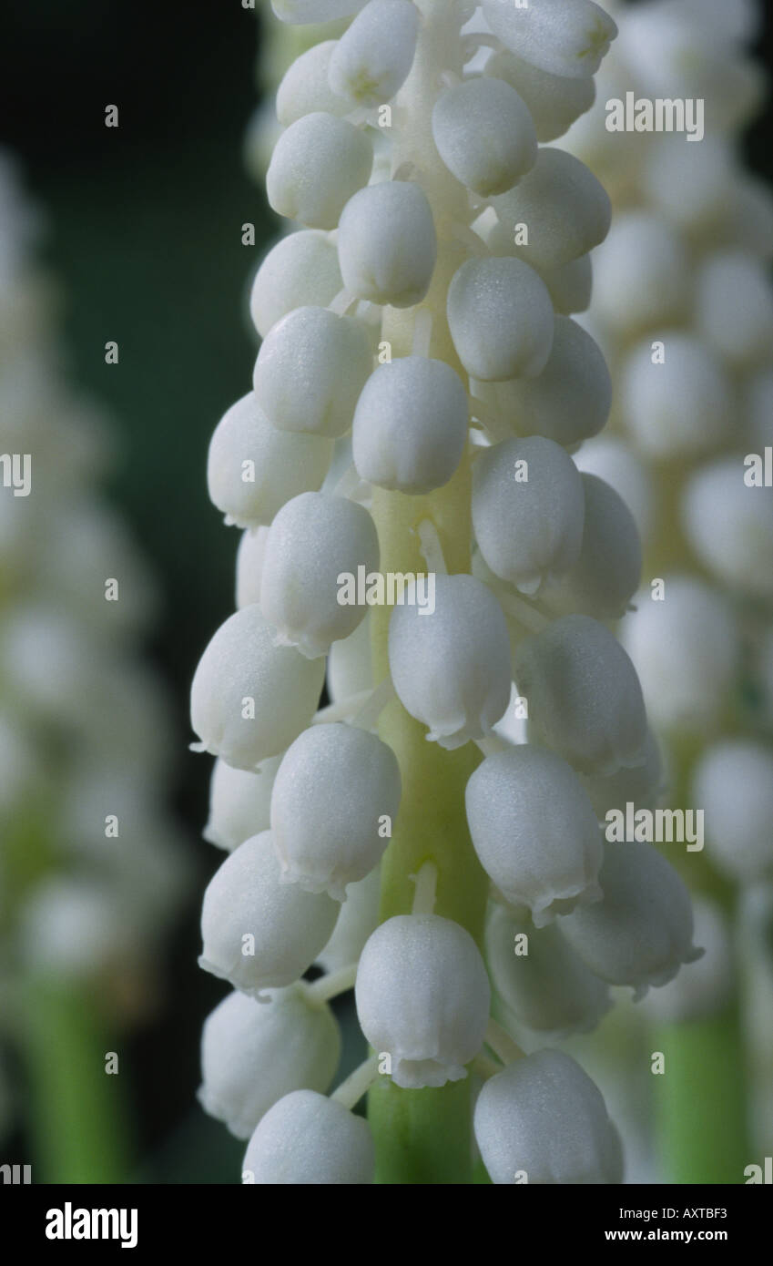 Muscari botryoides 'Album'. Grape hyacinth Stock Photo - Alamy