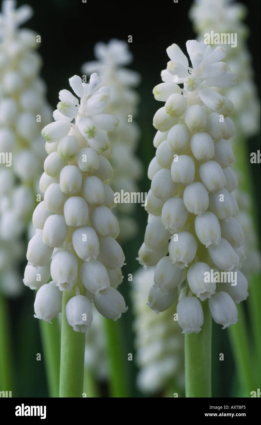 Muscari botryoides 'Album'. Grape hyacinth Stock Photo - Alamy