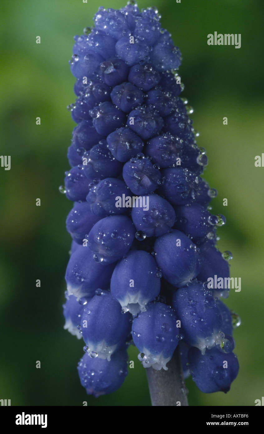 Muscari botryoides 'Superstar' Grape hyacinth Stock Photo - Alamy