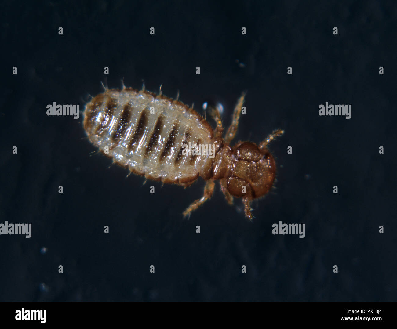 Goat biting hi-res stock photography and images - Alamy