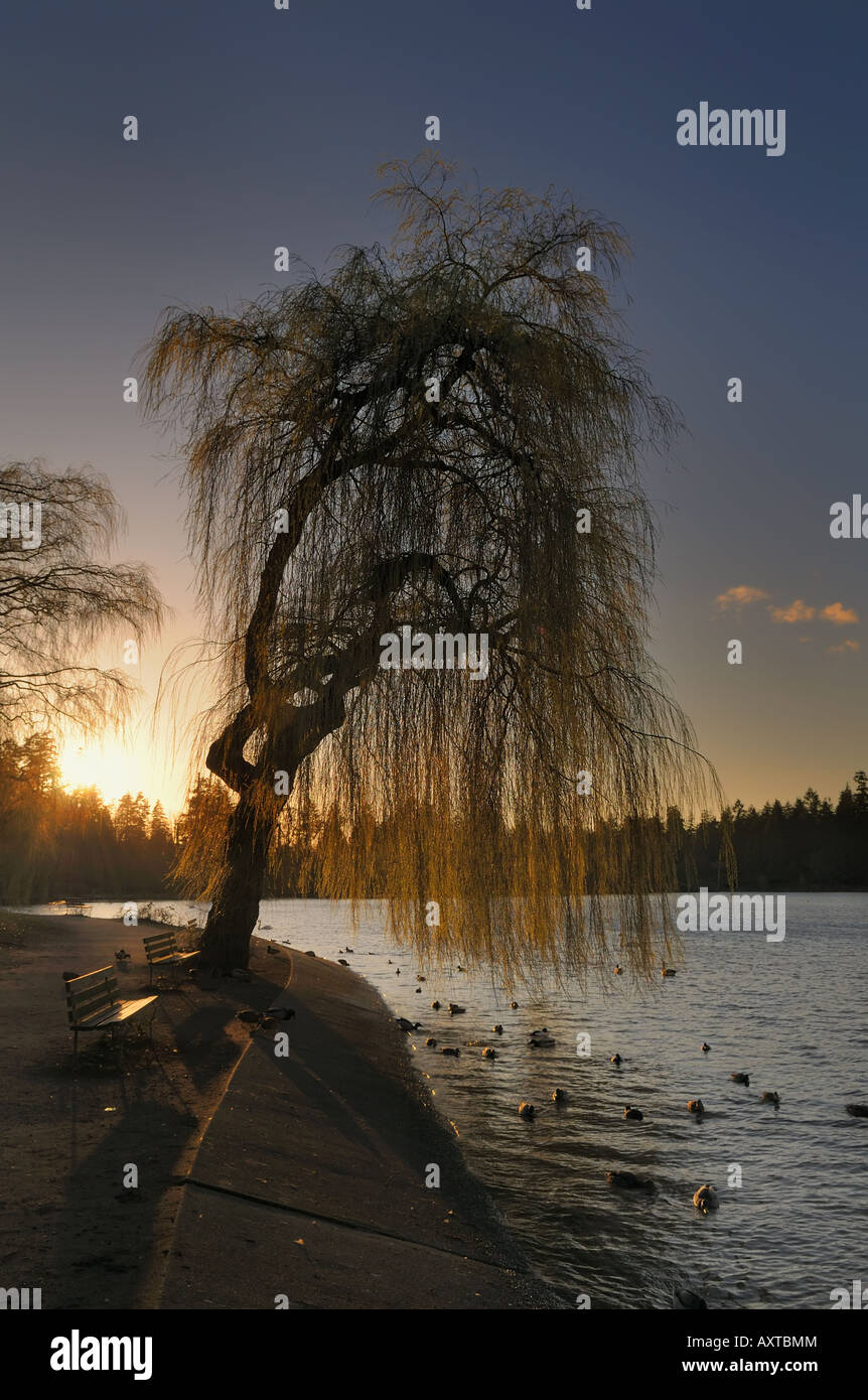The sun setting on a pond Stock Photo - Alamy