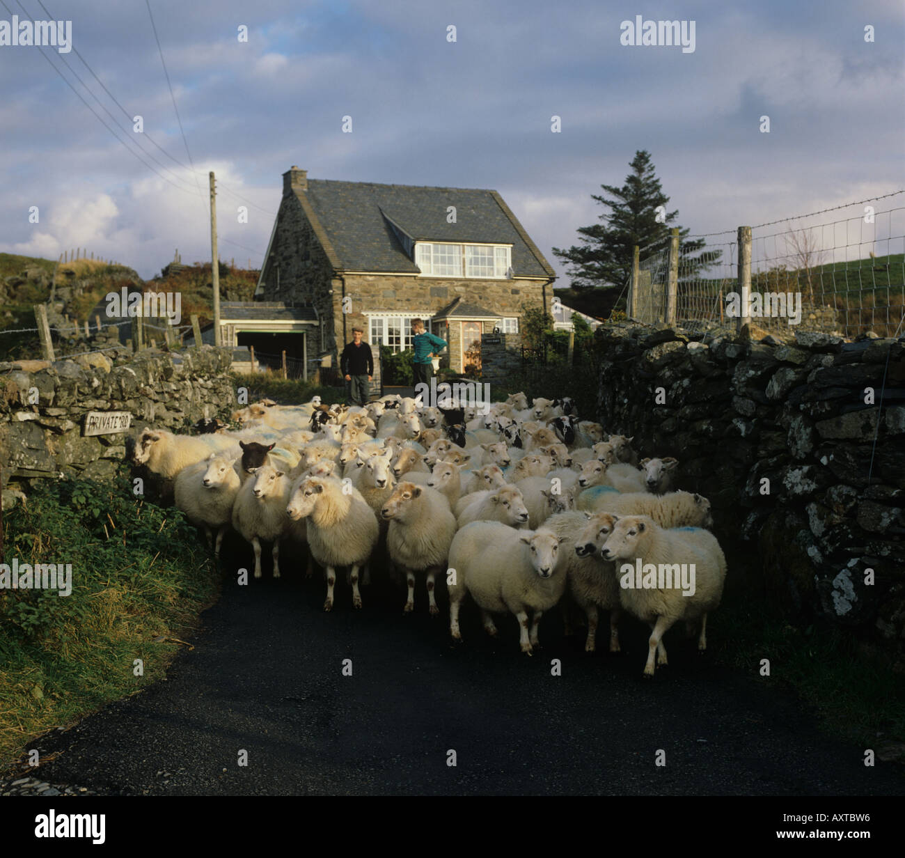 Flock of sheep being driven down narrow mountain road in Snowdonia ...