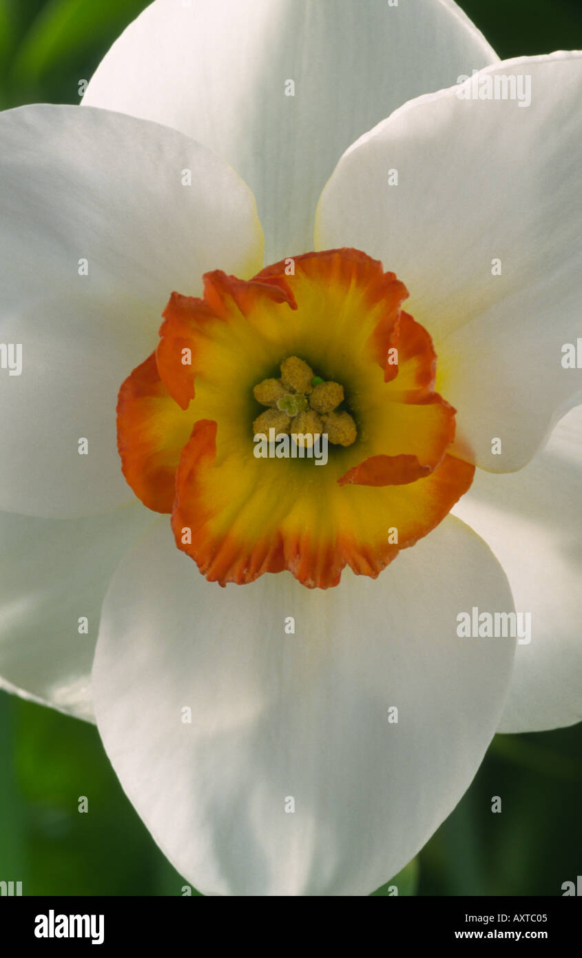 Division 3 daffodil hi-res stock photography and images - Alamy