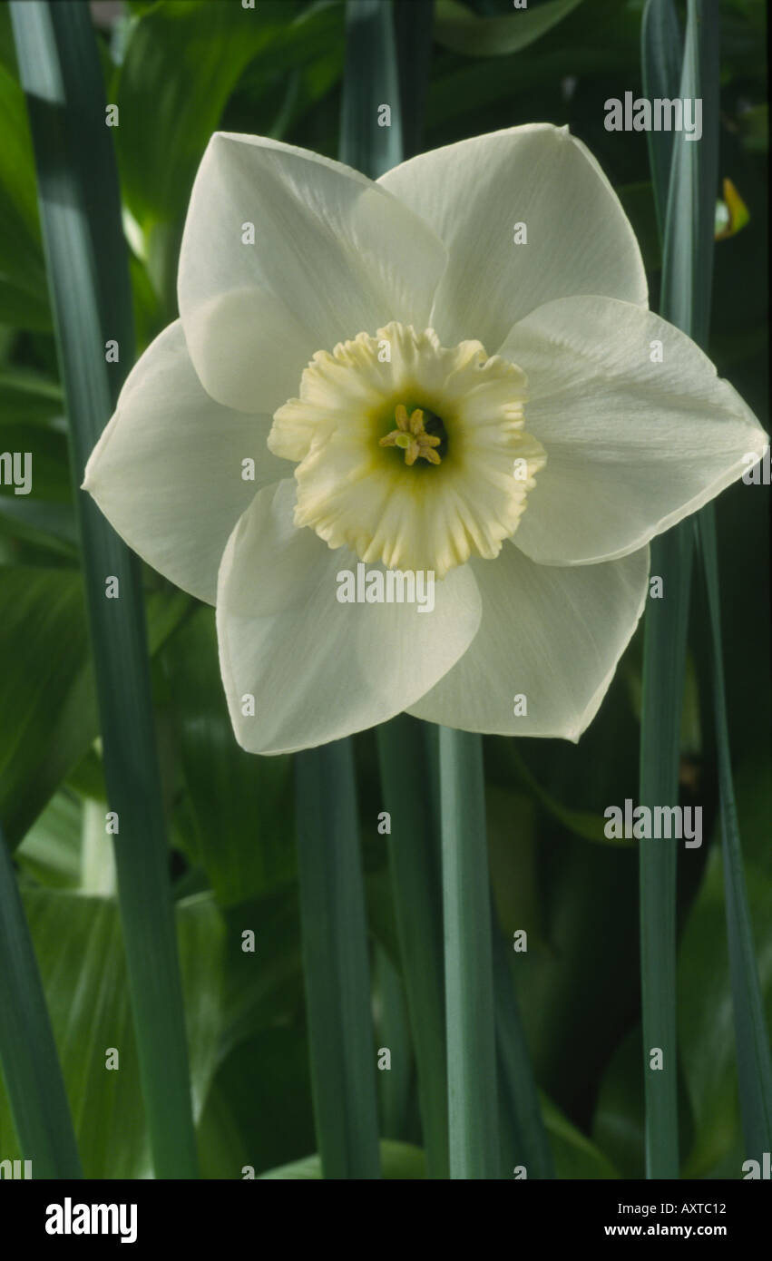 Small cup daffodils hi-res stock photography and images - Alamy