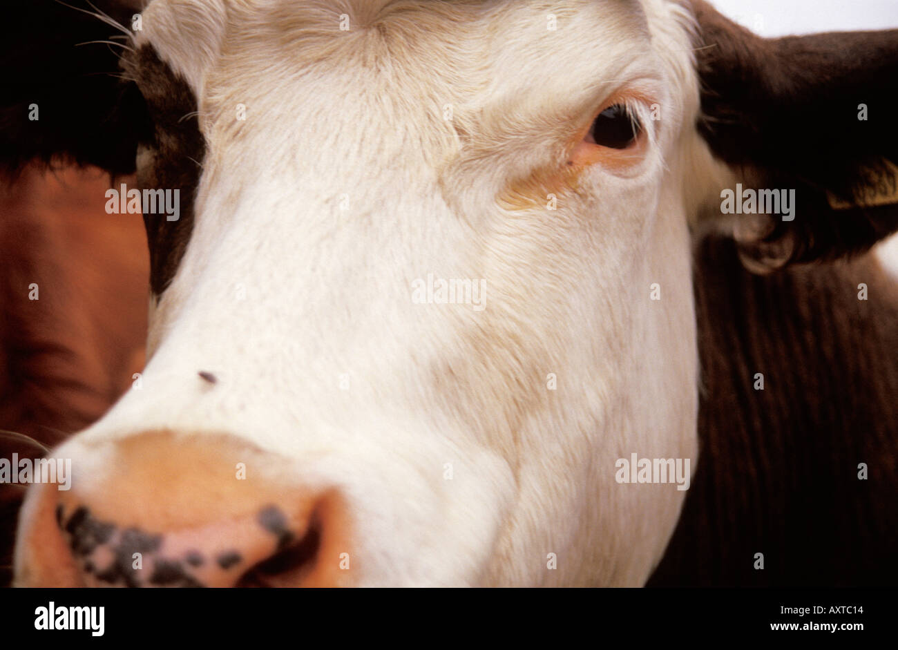 Cow looking through bars of gate Wiltshire England Summer 2004 Stock ...