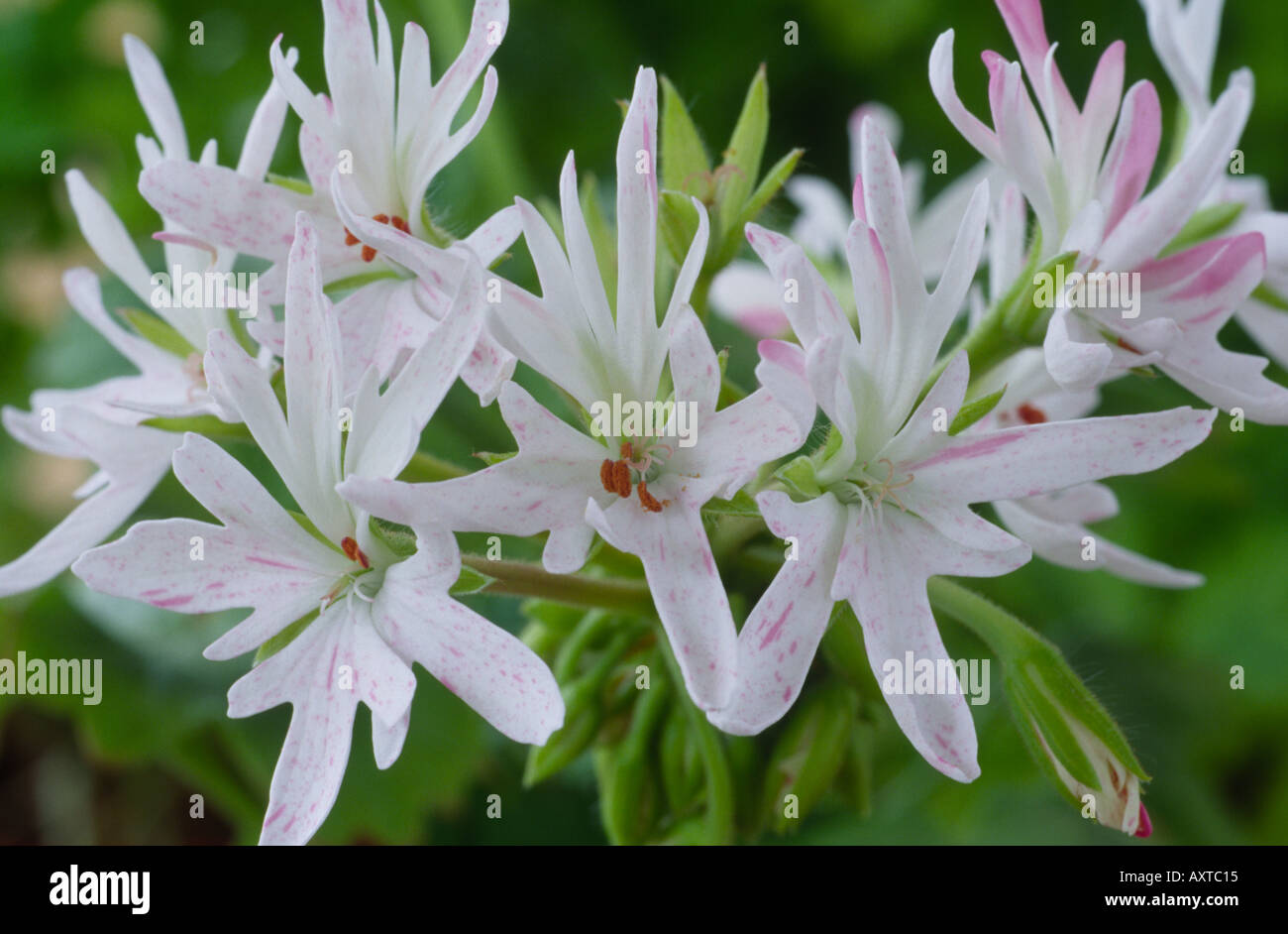 Pelargonium 'Catherine Wheels'. Zonal stellar geranium Stock Photo - Alamy