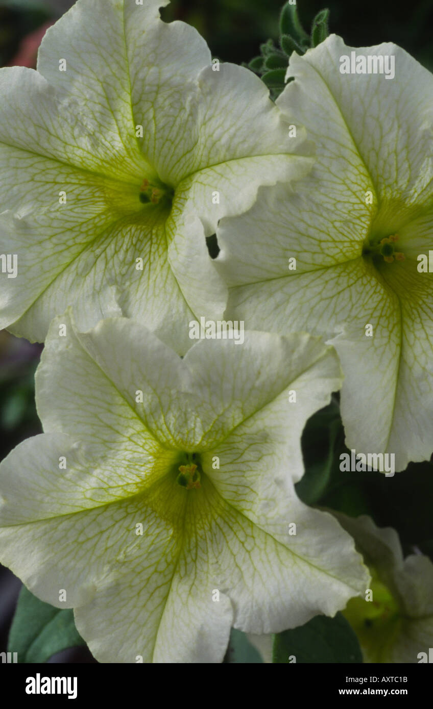 Petunia 'Keiyeul'. syn. Surfinia Lime Stock Photo - Alamy