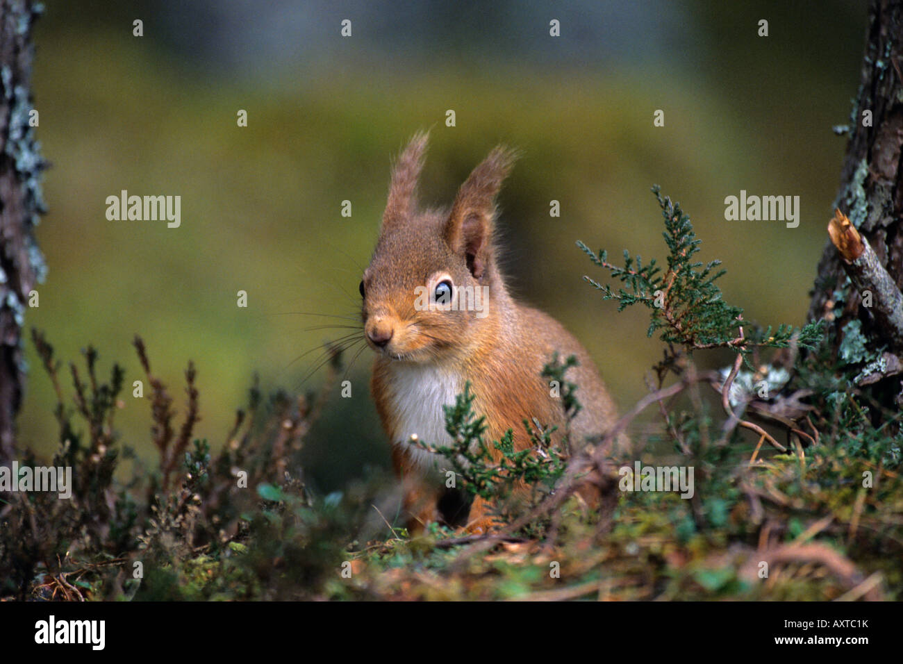 Red Squirrel Sciurus vulgaris sitting erect in the heather in a forest in the Highlands of ...