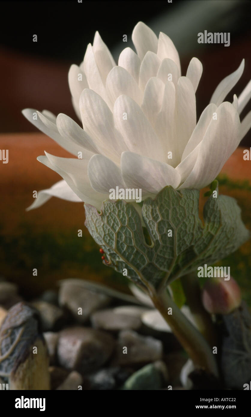 Sanguinaria canadensis f. multiplex 'Plena'. Bloodroot, Red puccoon ...