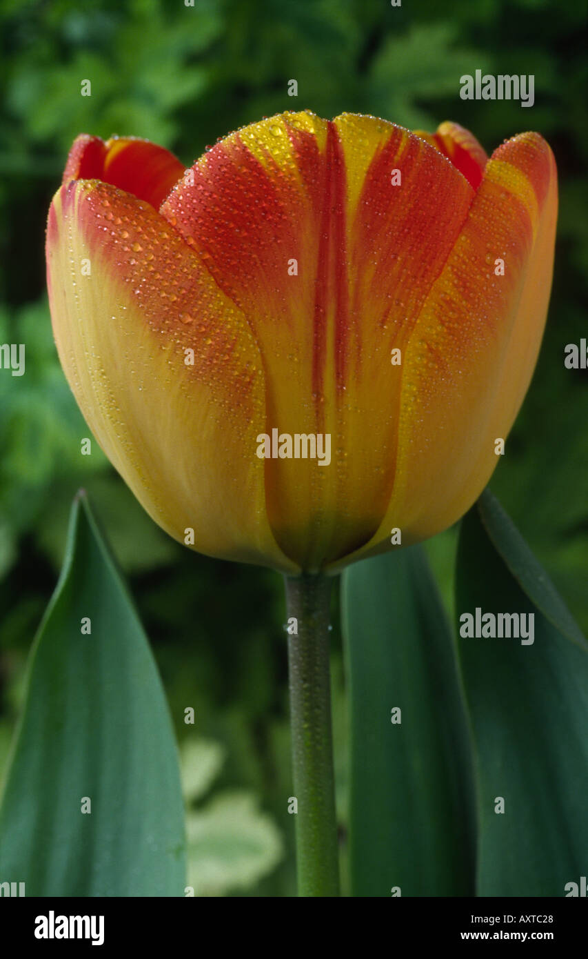 Tulip banja luka hi-res stock photography and images - Alamy