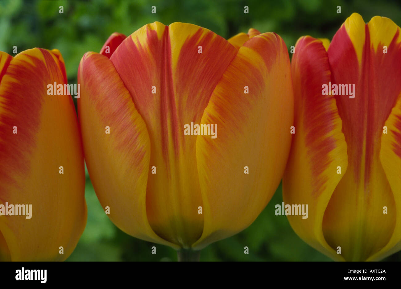 Tulip Banja Luka High Resolution Stock Photography and Images - Alamy
