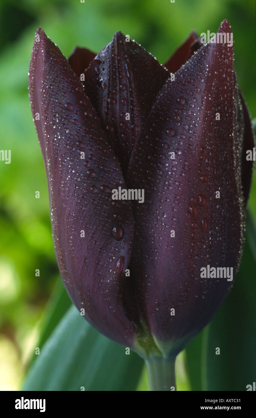 Tulipa 'Havran'. Division 3 Triumph group Tulip Stock Photo - Alamy