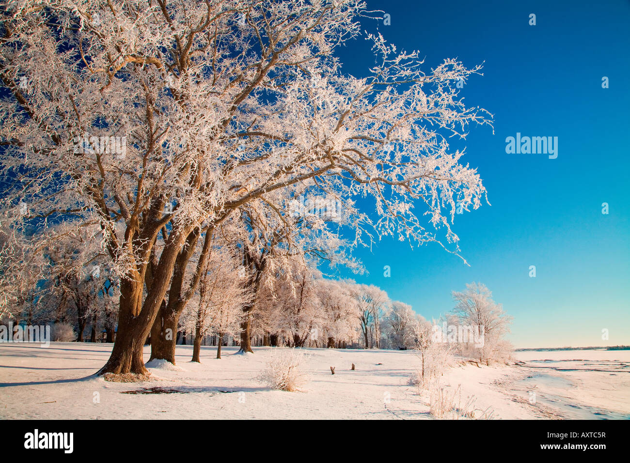 Birch with hoarfrost hi-res stock photography and images - Alamy
