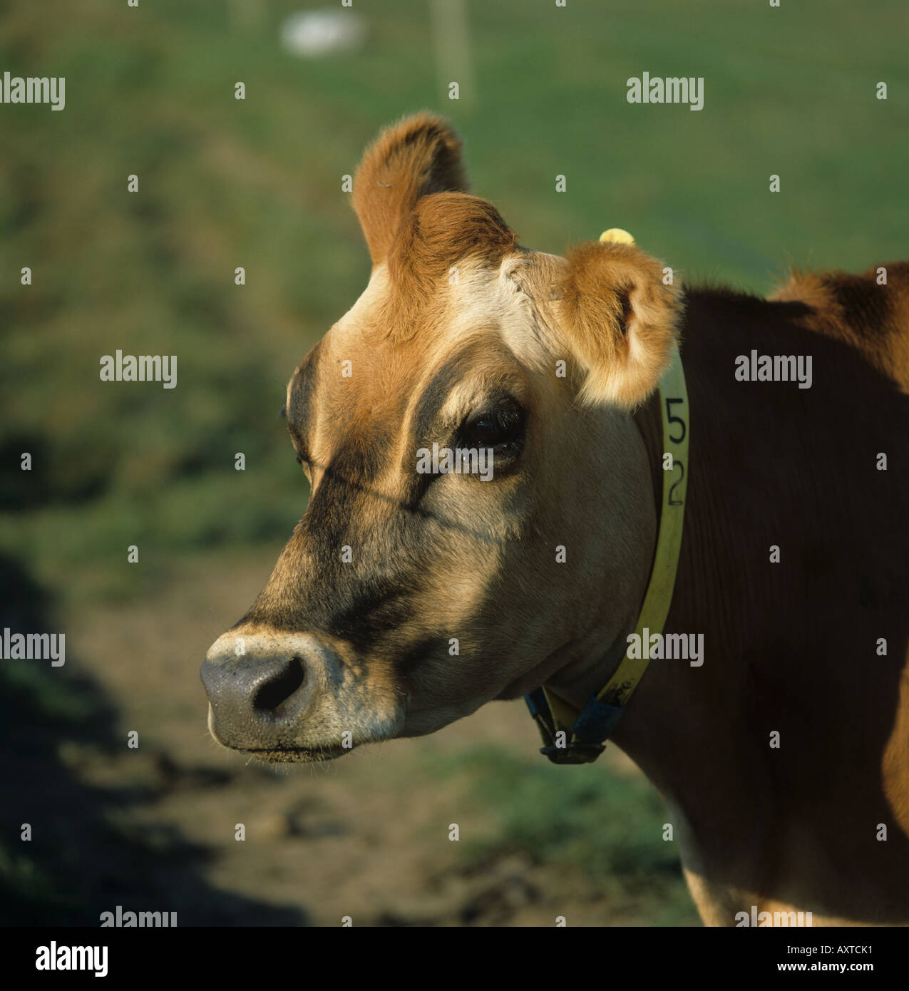Head of a Jersey cow with an identification collar Stock Photo - Alamy
