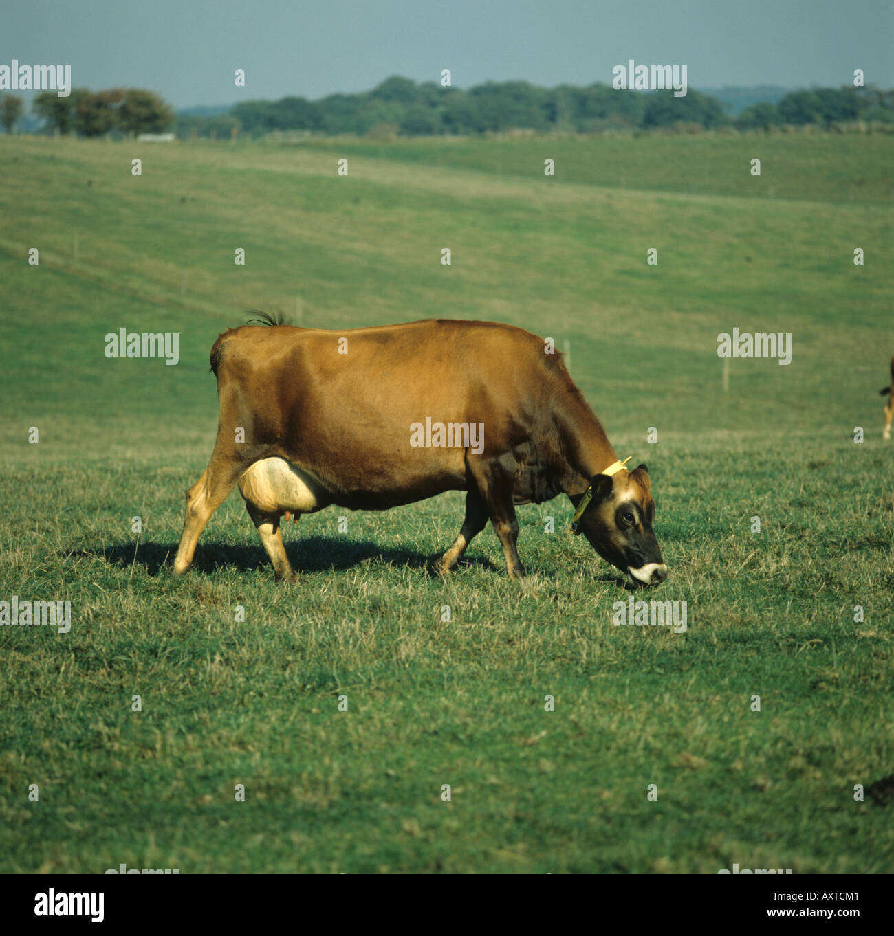 Jersey cow heavy in calf grazing on short autumn pasture Wiltshire ...