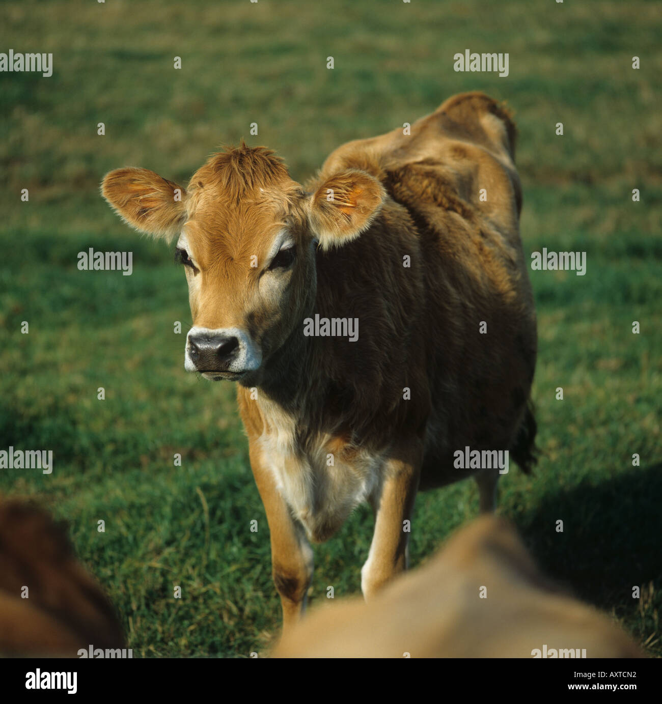 Jersey calf nose hi-res stock photography and images - Alamy