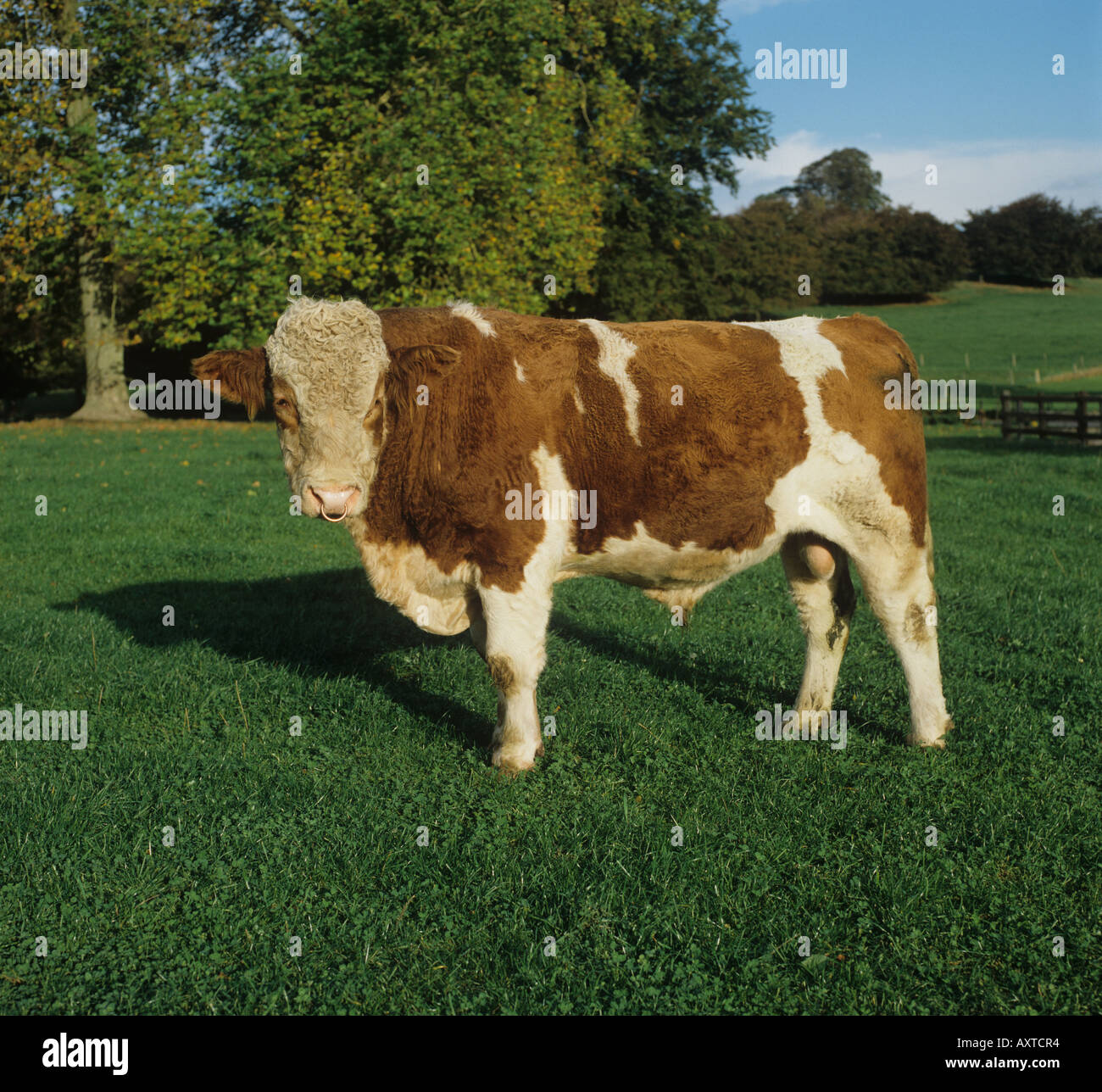 Simmental Bull