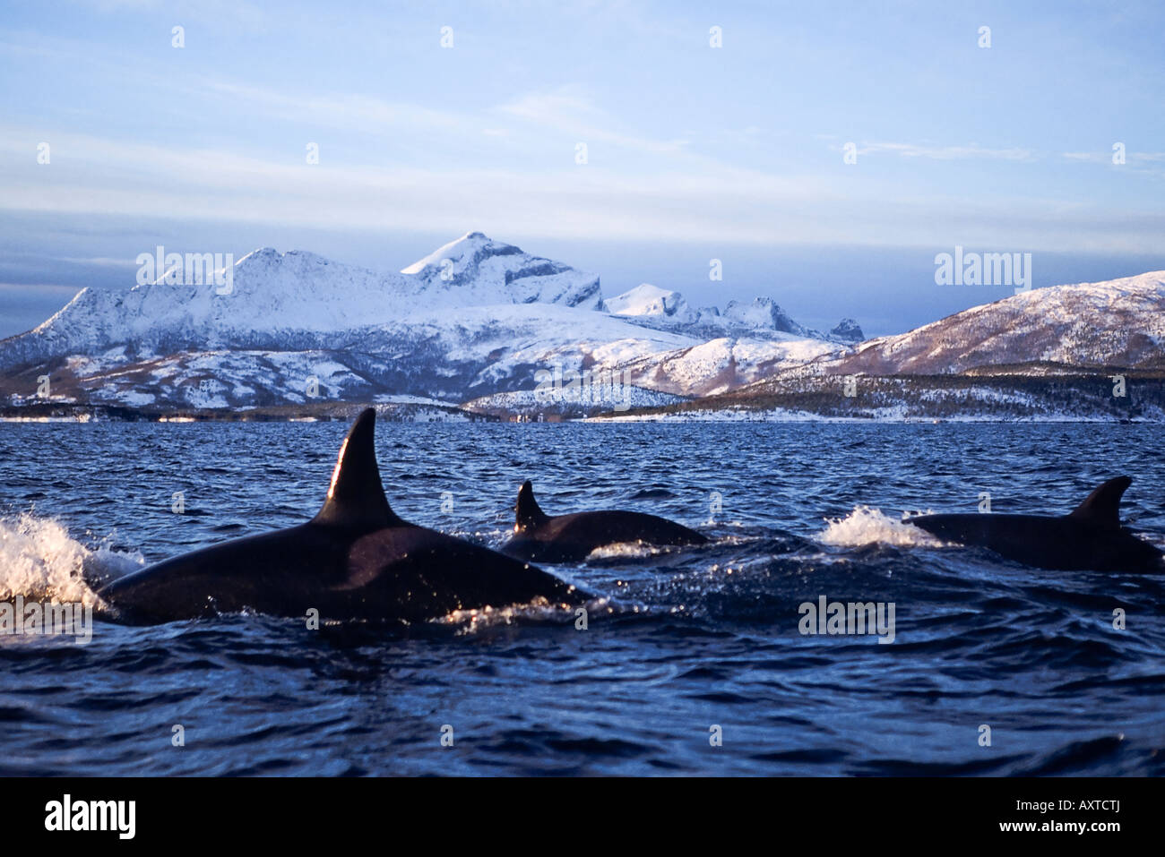 Three Killer Whales Orcinus Orca swimming against a snowy mountainous ...