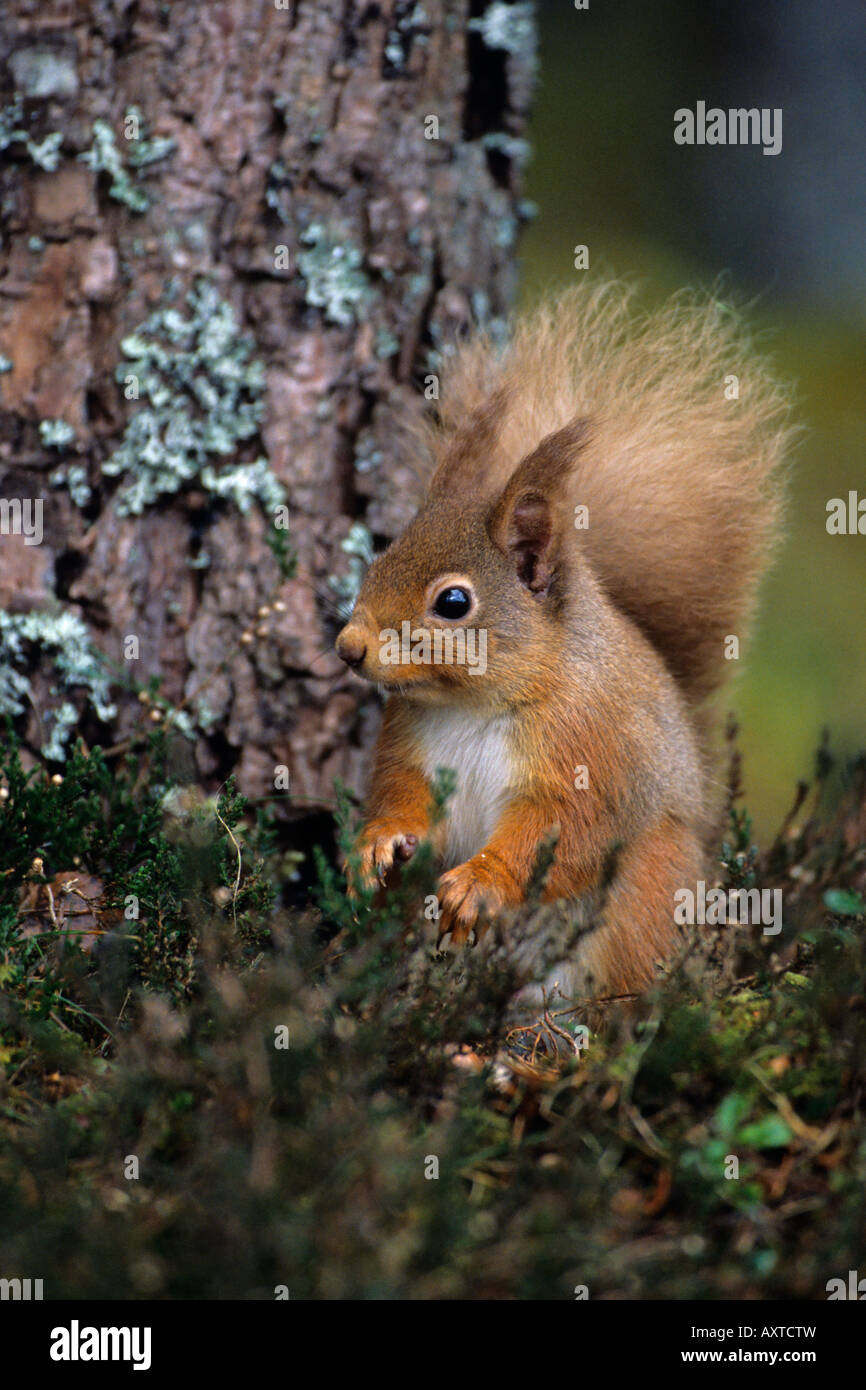 Red Squirrel Sciurus vulgaris sitting erect in the heather in a forest in the Highlands of ...