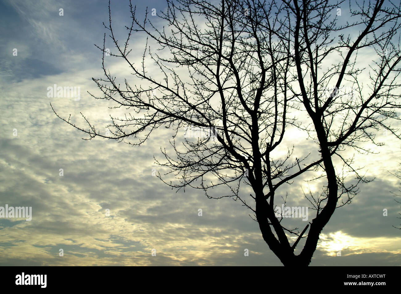 Treetop leafless deciduous winter silhouette colourful sky one brigth ...