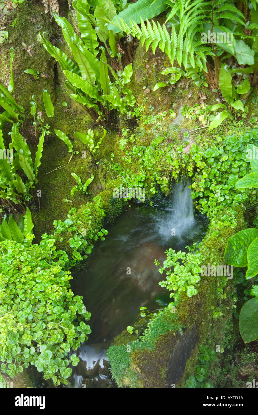 small water feature trickling stream surrounded with Ferns Stock Photo ...