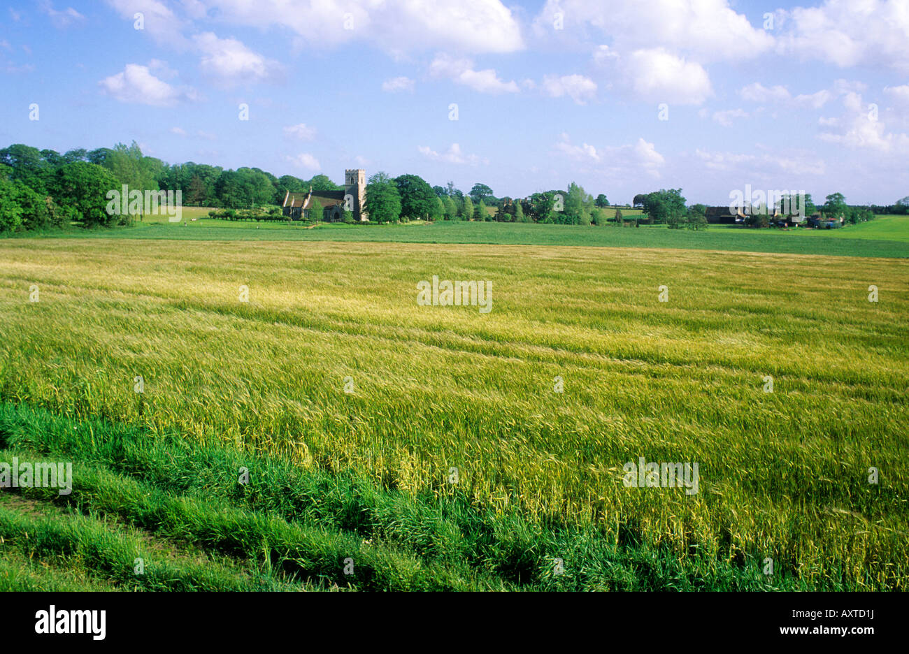 Green fields English agriculture landscape, Thursford, Norfolk, village ...