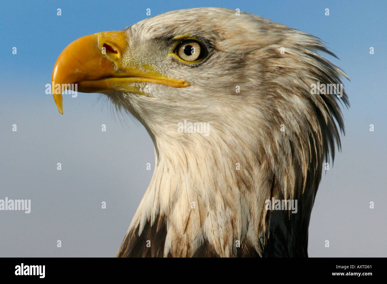 Bald eagle head shot hi-res stock photography and images - Alamy