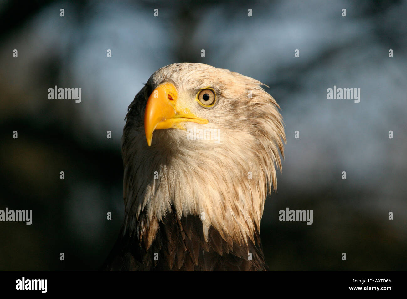 Head shot of American Bald Eagle Stock Photo - Alamy